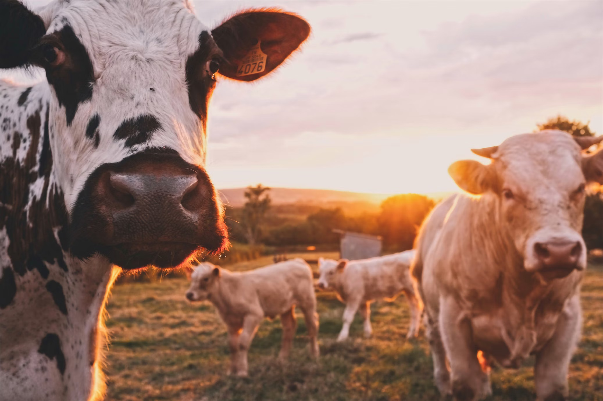 Oorv Dairy and Farms - From Our Village To Your Home - Naturally